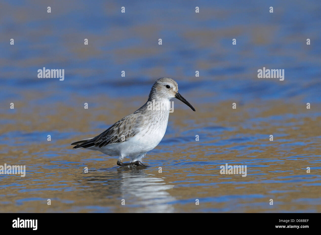 Sanderling (Calidris alba) in winter plumage, wading in shallow water ...