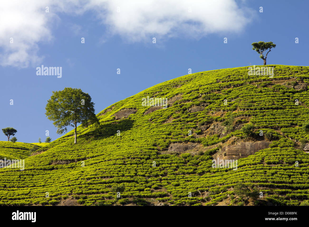 Sri Lanka tea garden mountains in nuwara eliya Stock Photo - Alamy