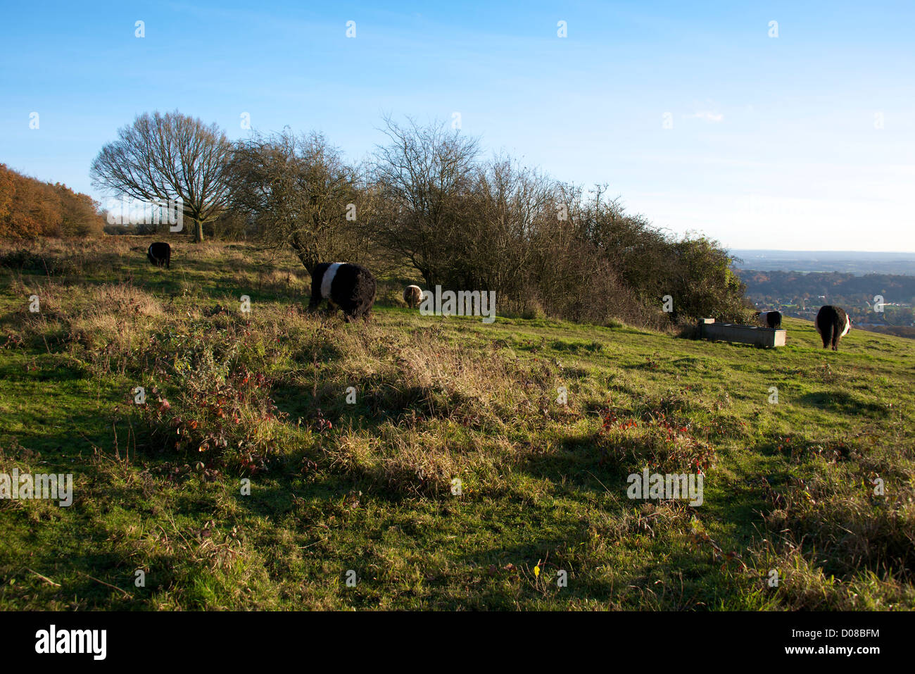Heritage Breed Belted Galloway Cattle grazing on Reigate Colley Hill in ...