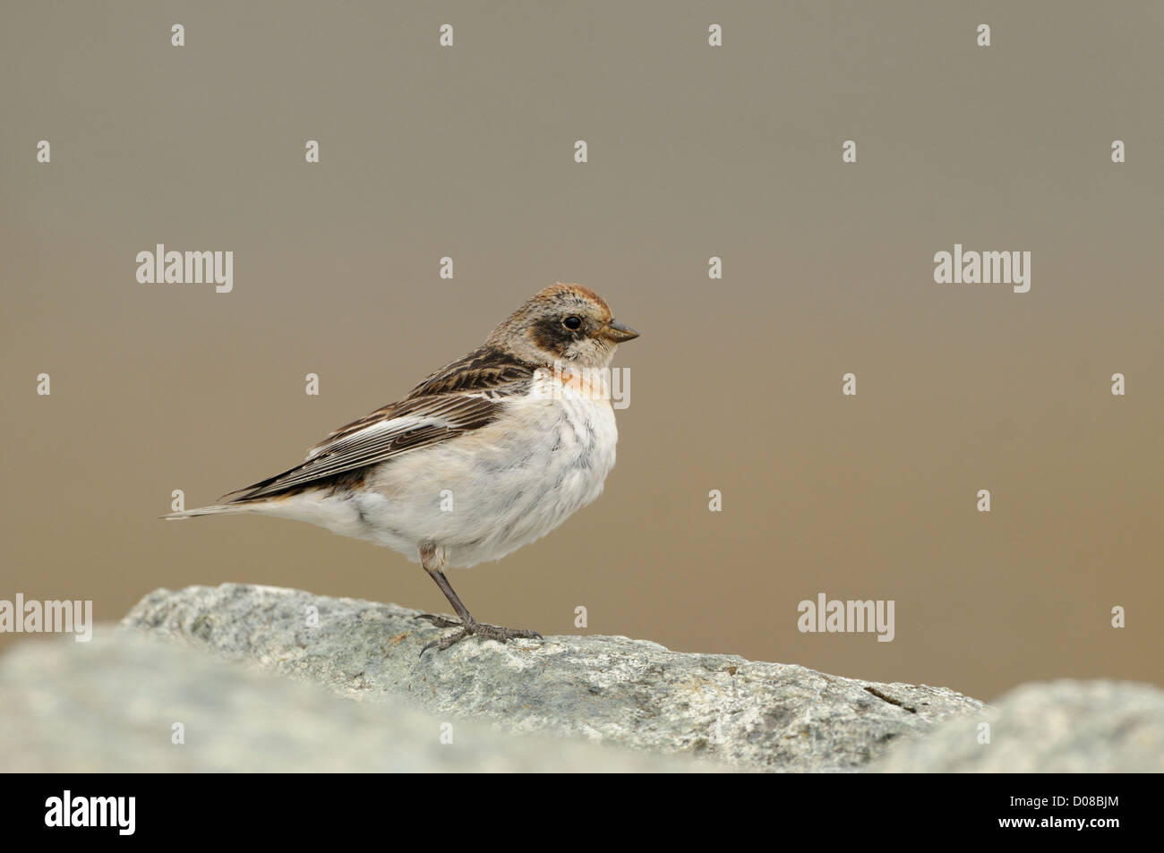 Snow bunting in flight bird hi-res stock photography and images - Alamy