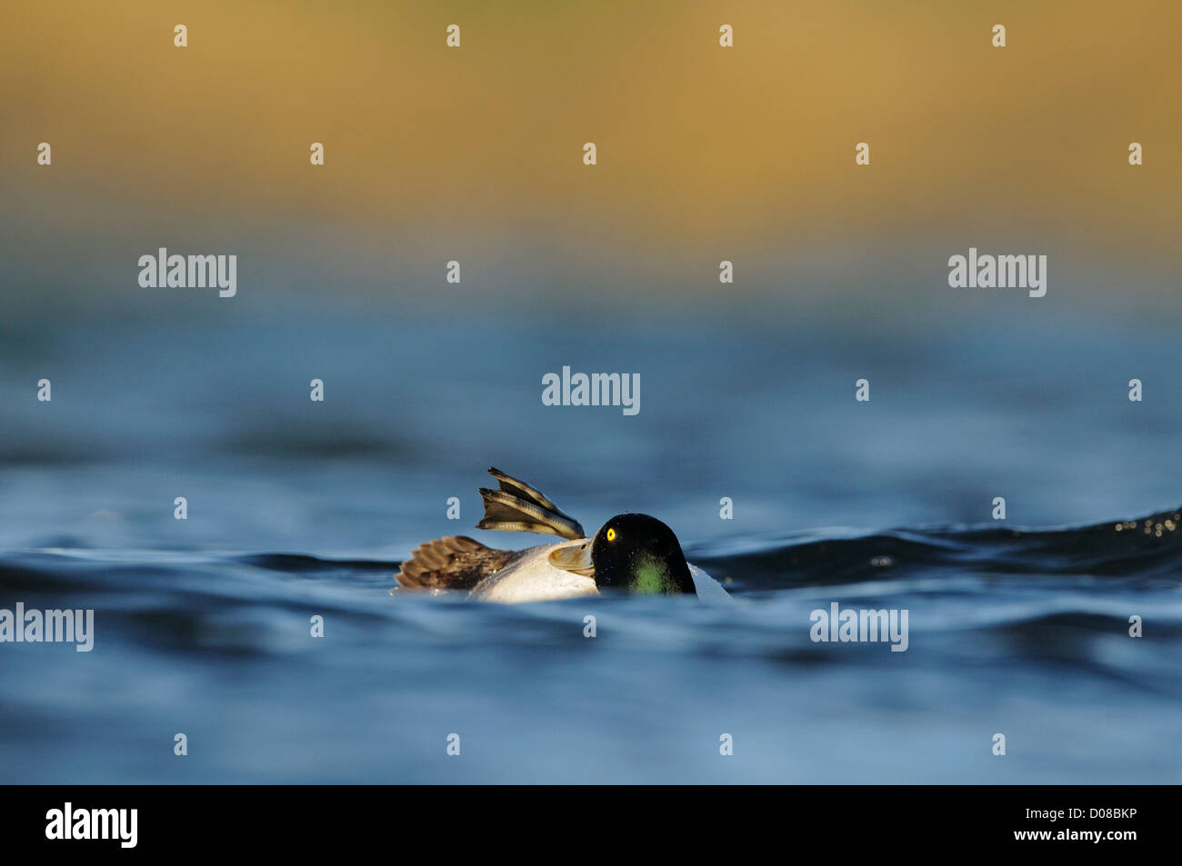 Scaup (Aythya marila) male duck preening on water, Iceland, June Stock ...