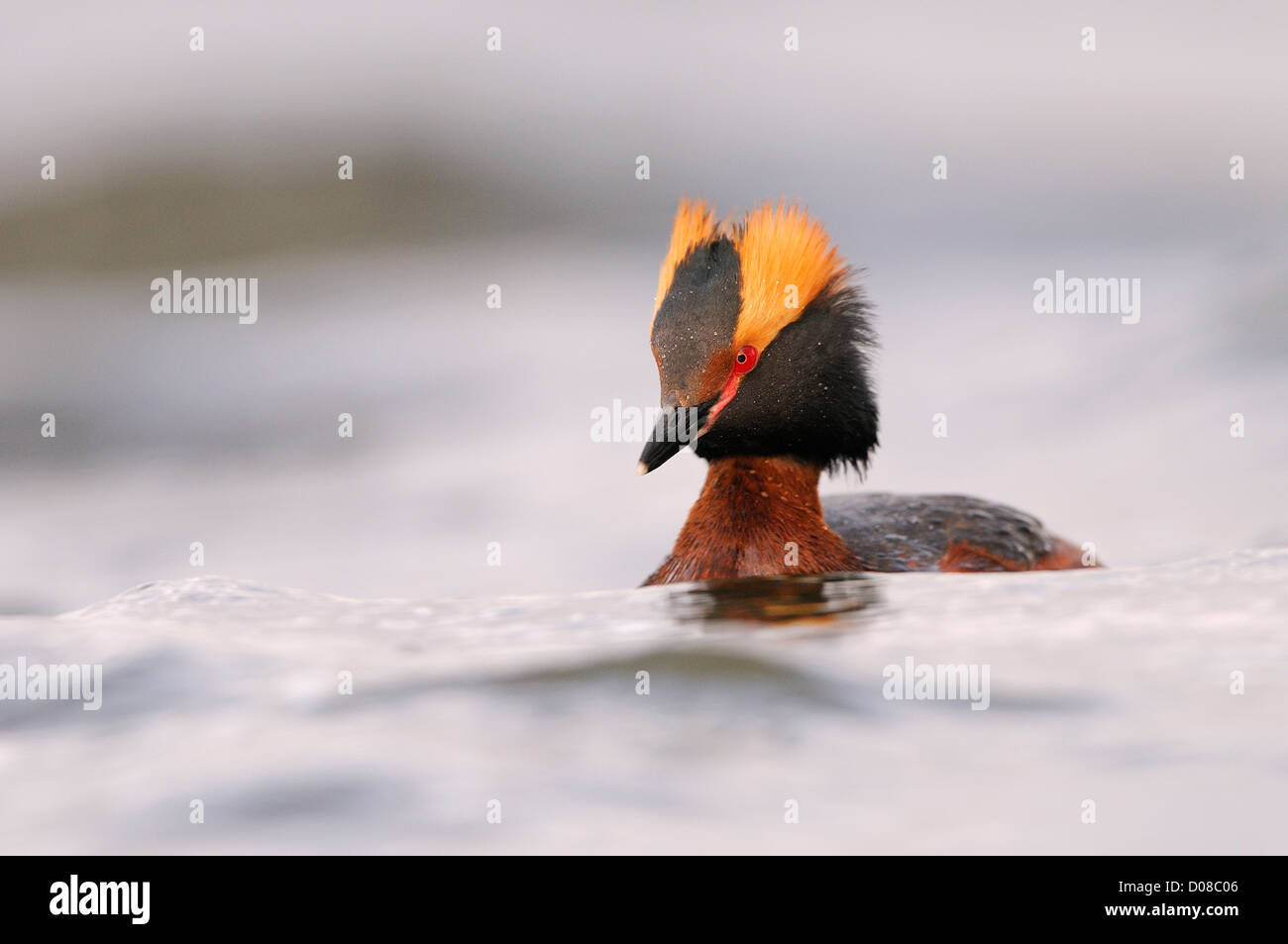 Slavonian or Horned Grebe (Podiceps auritus) swimming, in summer ...