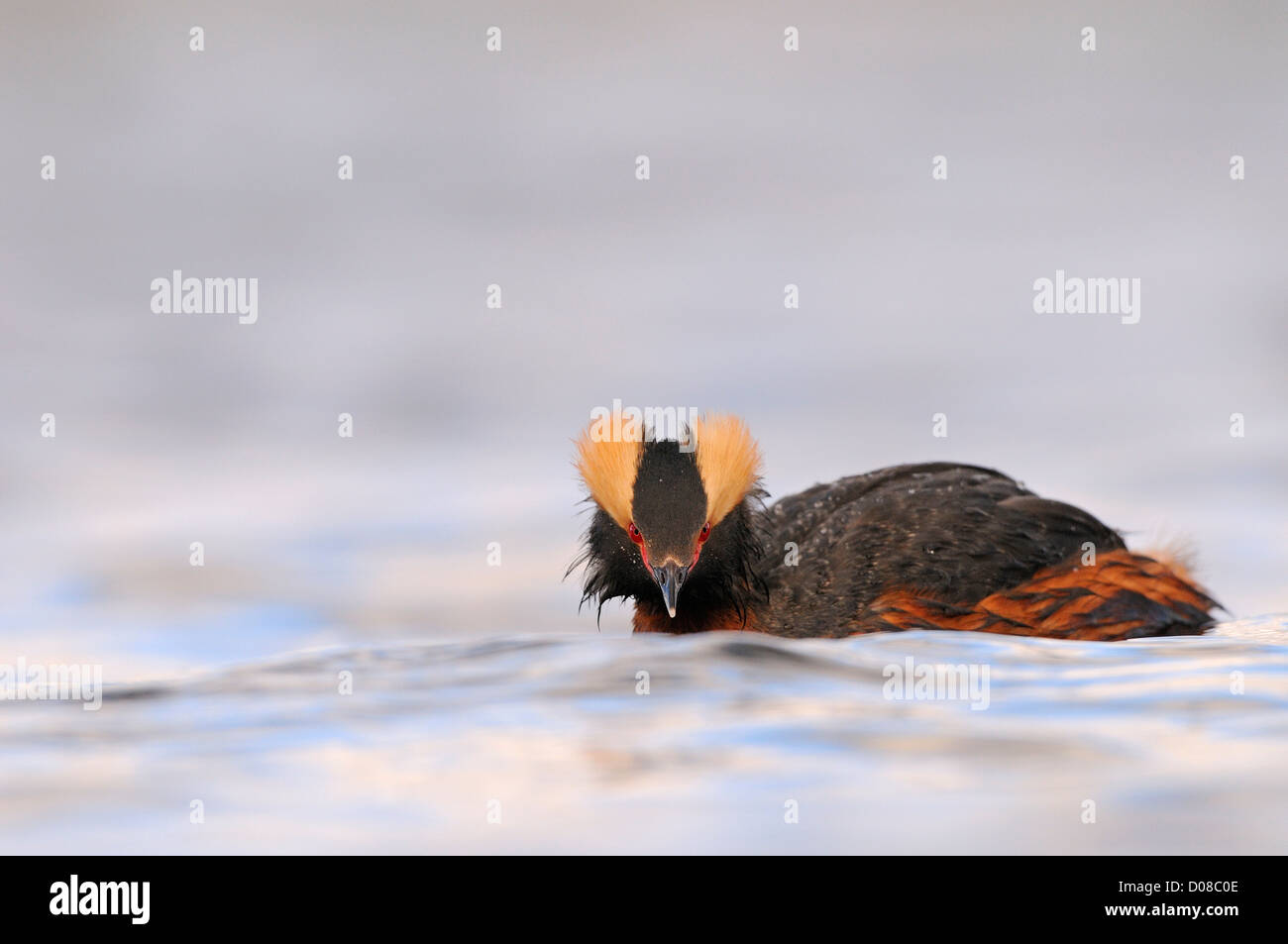 Slavonian or Horned Grebe (Podiceps auritus), on water with head crests ...