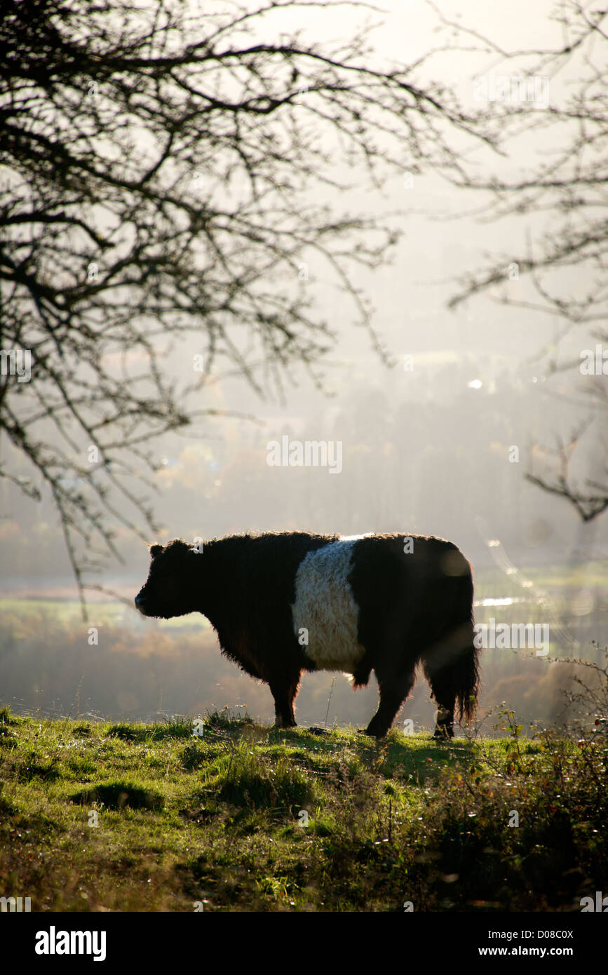 Heritage Breed Belted Galloway Cattle grazing on Reigate Colley Hill in ...