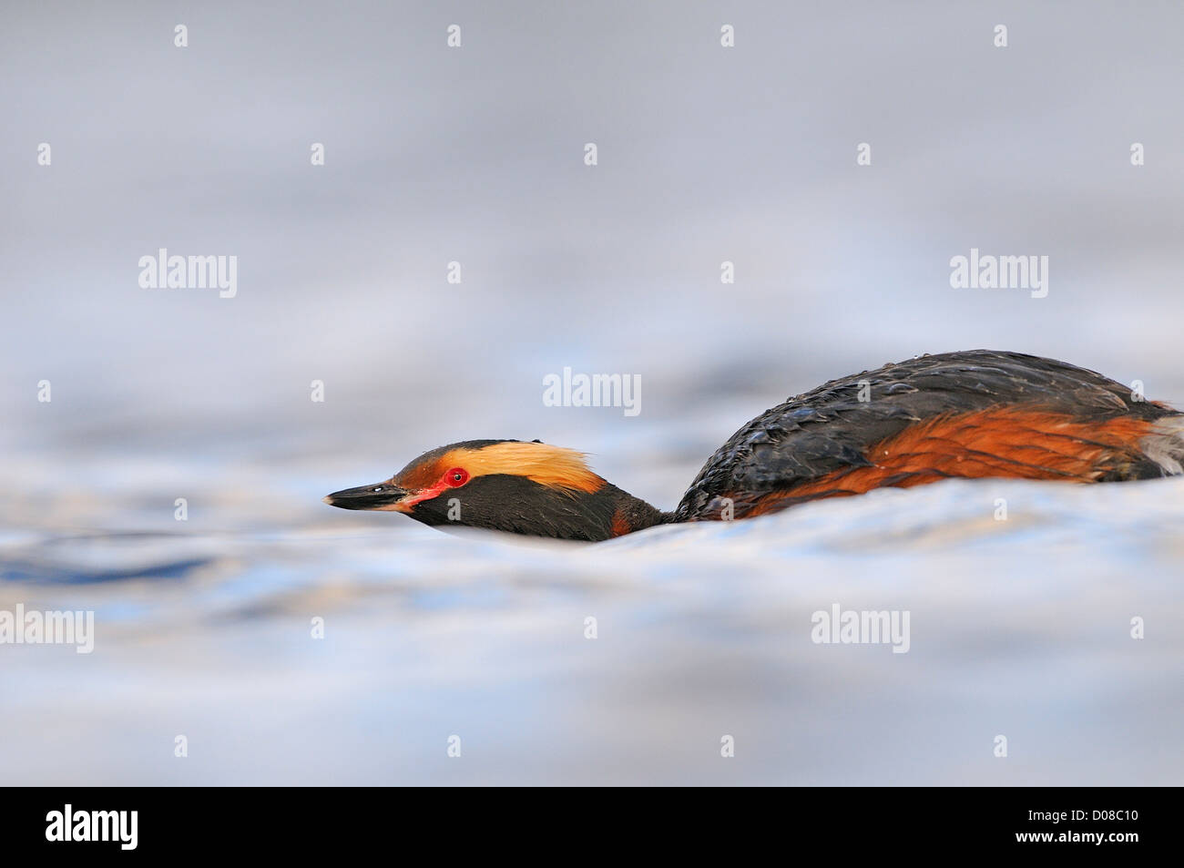 Slavonian or Horned Grebe (Podiceps auritus) in breeding plumage ...
