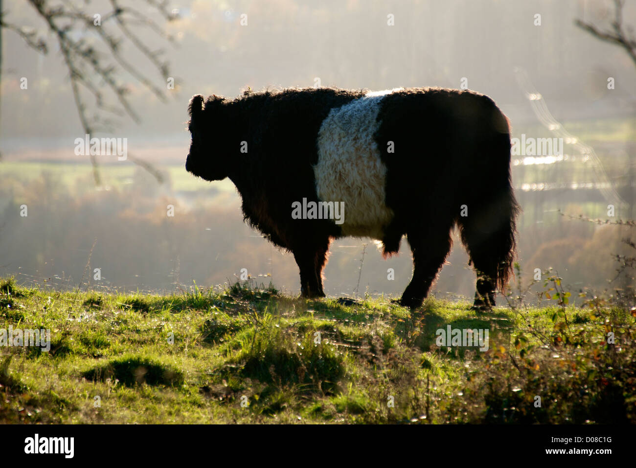 Heritage Breed Belted Galloway Cattle grazing on Reigate Colley Hill in ...