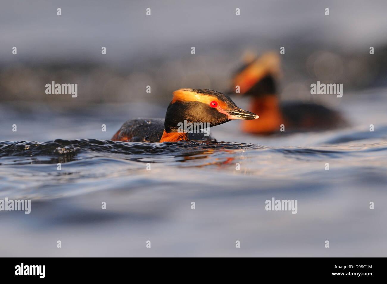 Slavonian grebe male hi-res stock photography and images - Alamy