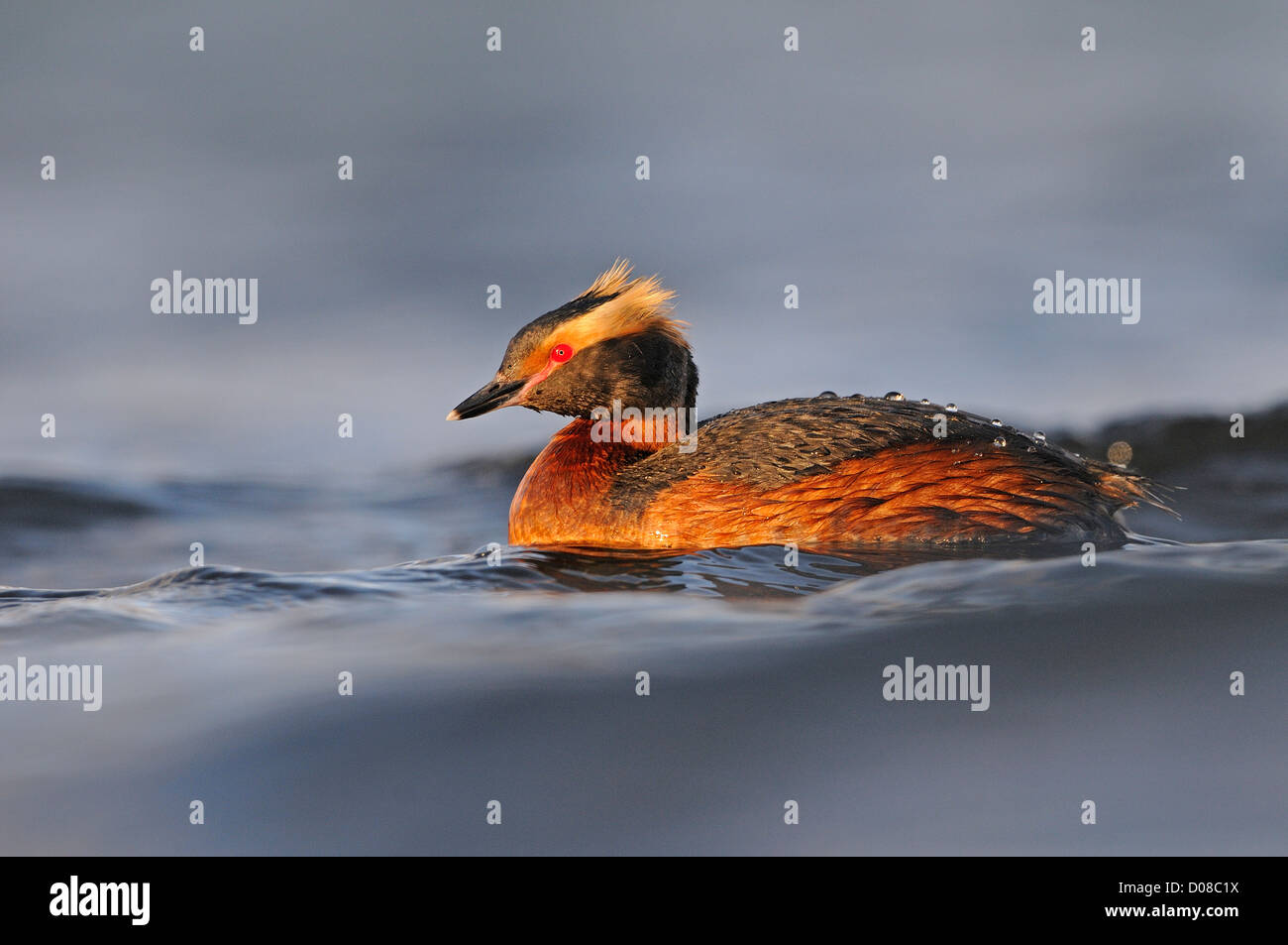 Slavonian or Horned Grebe (Podiceps auritus) swimming, in summer ...