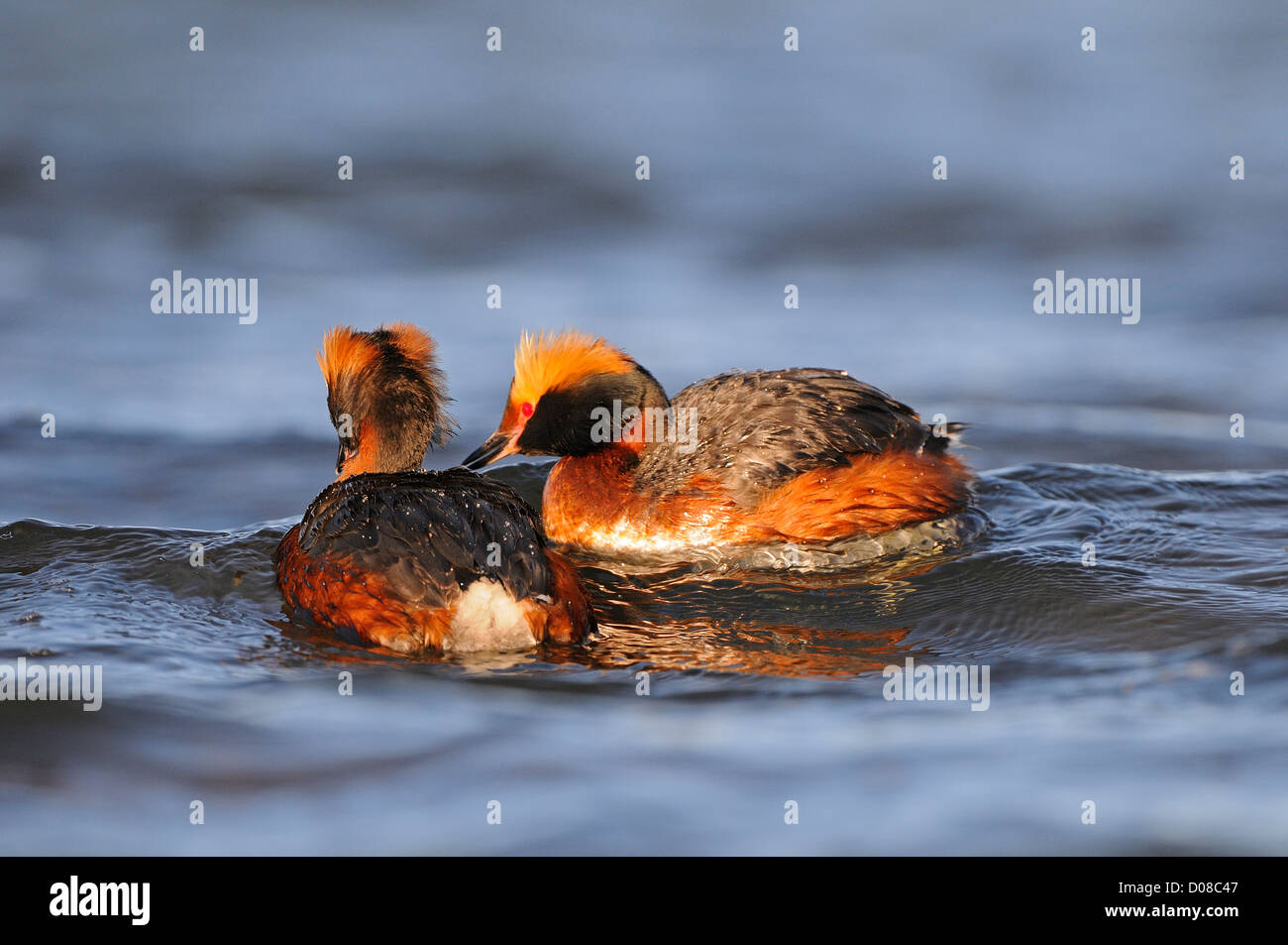 Slavonian or Horned Grebe (Podiceps auritus) pair in breeding plumage ...