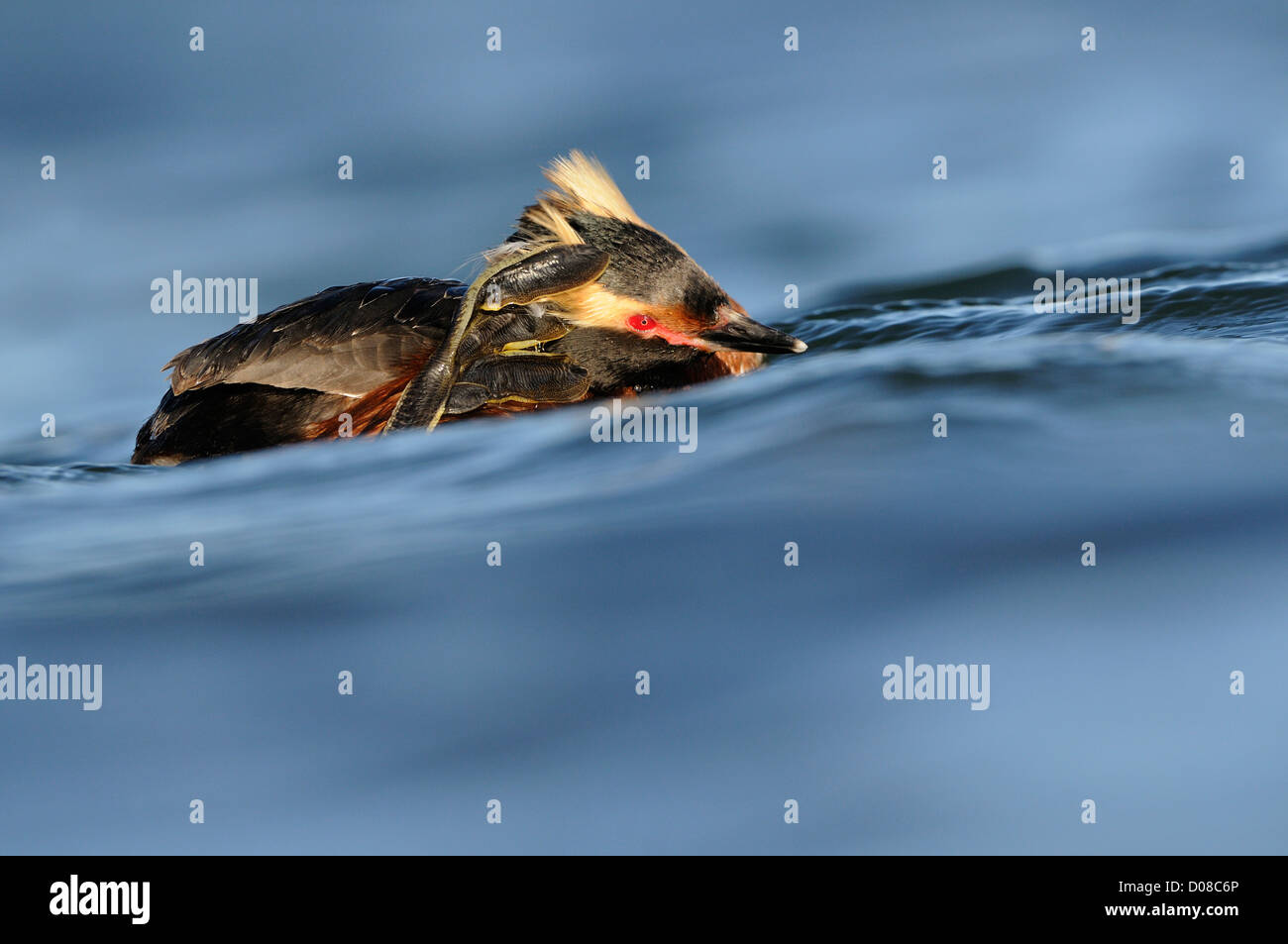 Grebe foot hi-res stock photography and images - Alamy