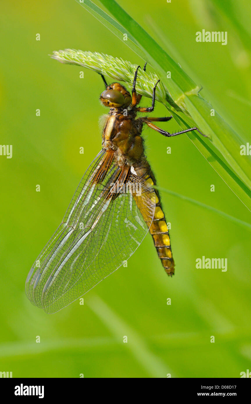 Broad-bodied Chaser Dragonfly (Libellula depressa) newly emerged ...