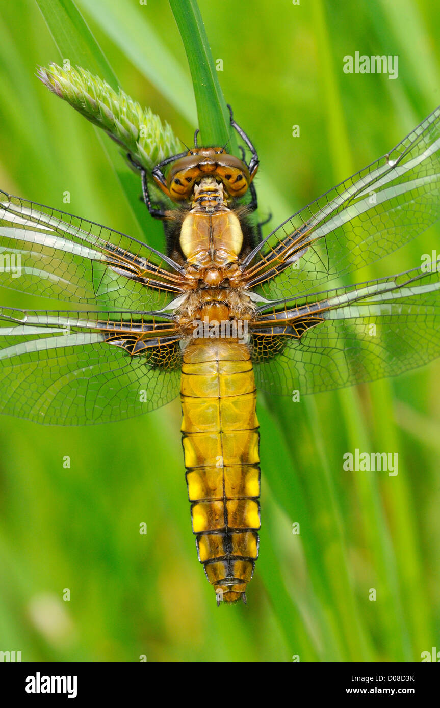 Libellula depressa teneral hi-res stock photography and images - Alamy