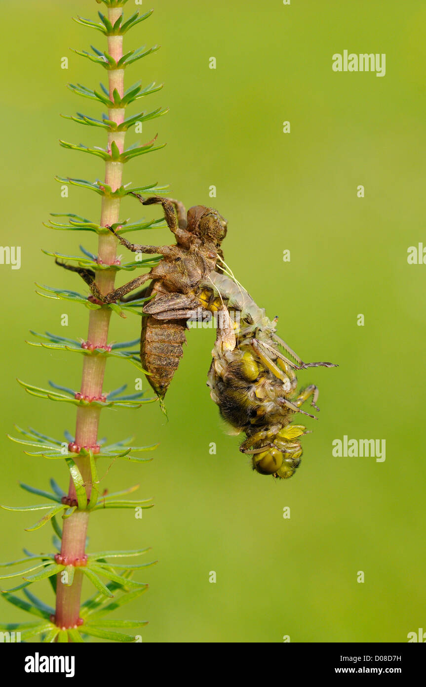 Broad-bodied Chaser Dragonfly (Libellula depressa) emerging from larval ...