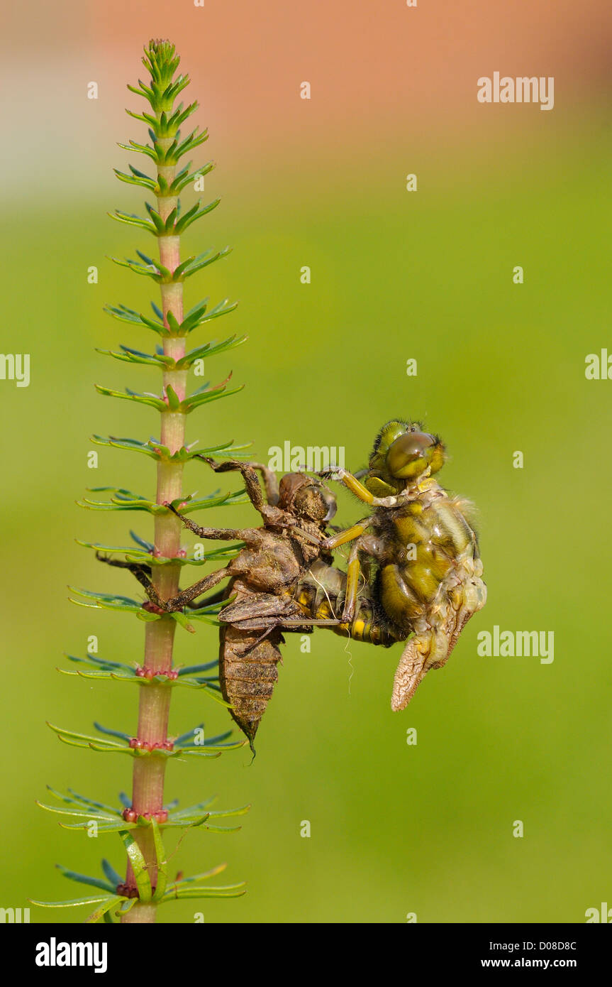 Hatching dragonfly hi-res stock photography and images - Alamy