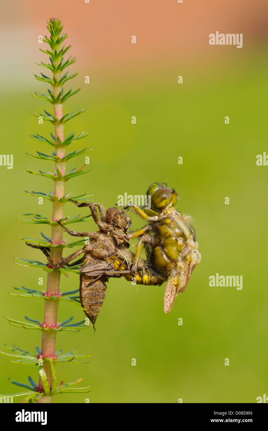 Hatching dragonfly hi-res stock photography and images - Alamy