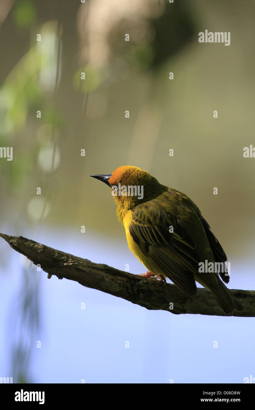Male Cape Weaver (Ploceus capensis) in the gardens at Spier Estate ...