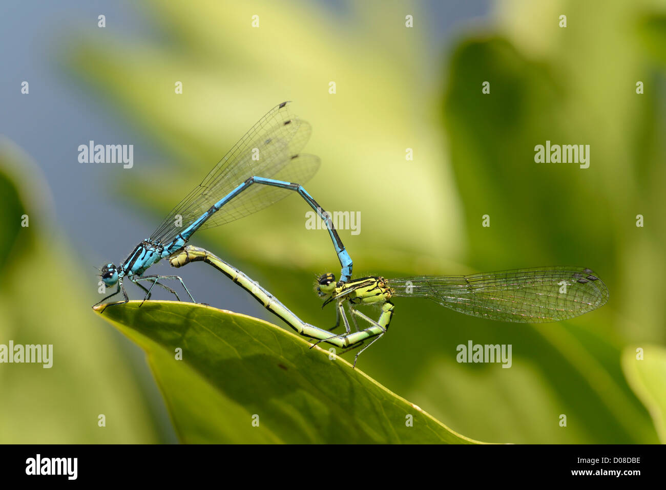 Common Blue Damselfly (Enallagma cyathigerum) pair in mating wheel of ...