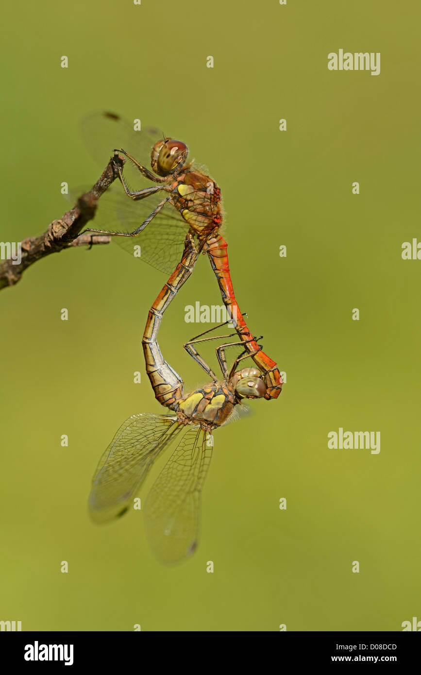 Common Darter Dragonfly (Sympetrum striolatum) mating pair in wheel ...