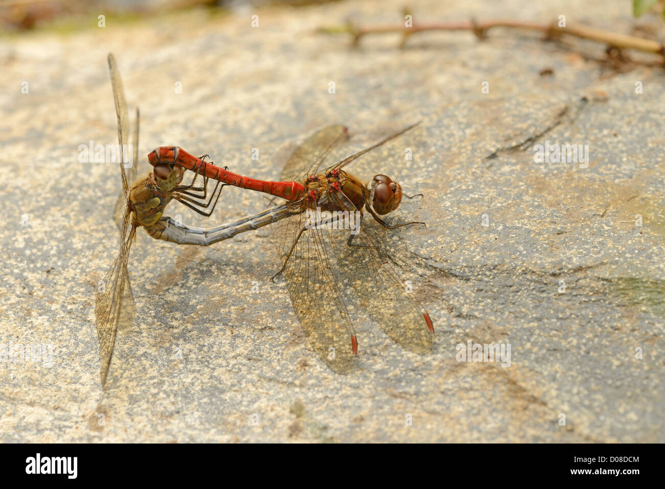 Common Darter Dragonfly (Sympetrum striolatum) pair mating in wheel ...
