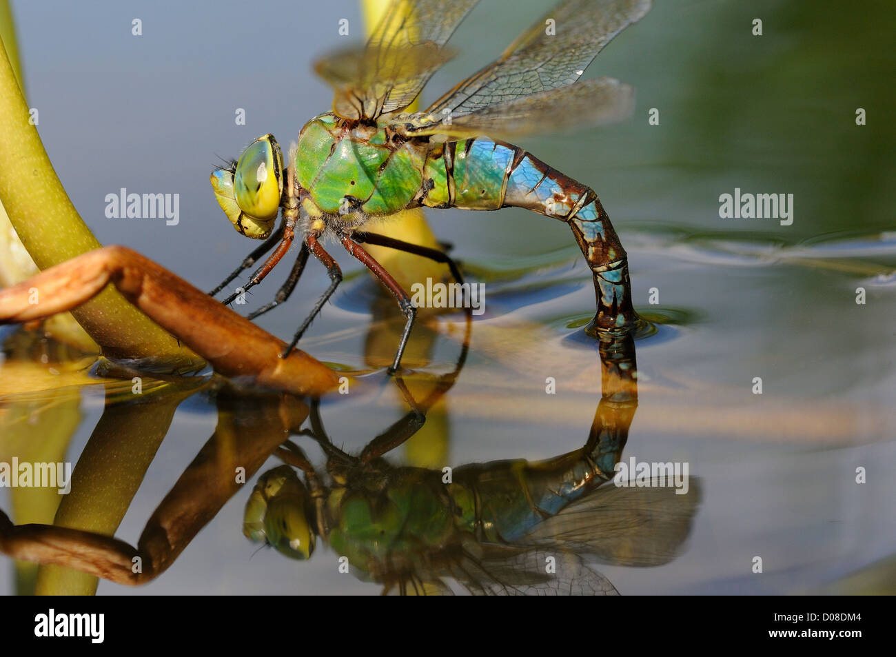 Emperor Dragonfly (Anax imperator) female laying eggs in Bogbean plant ...