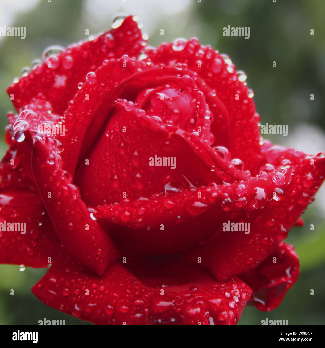 A square closeup shot of a red rose Stock Photo - Alamy