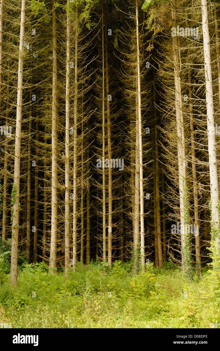 Pine trees ( trunks Stock Photo - Alamy