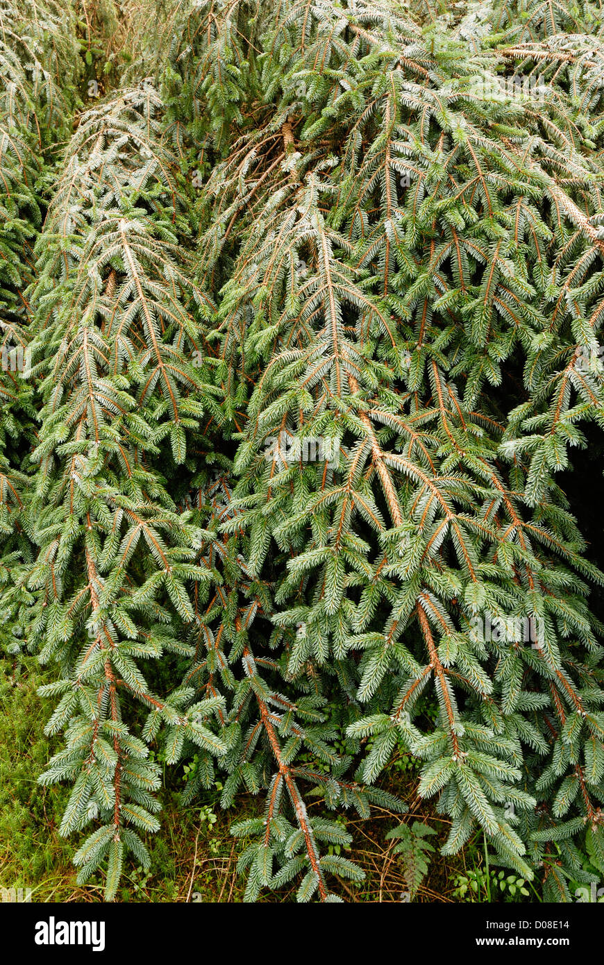Foliage on a fallen pine tree Stock Photo - Alamy