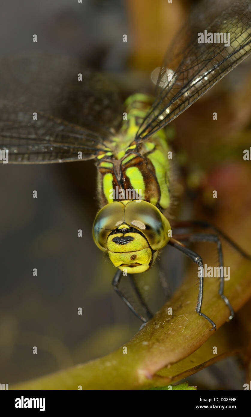 Southern Hawker Dragonfly Female Stock Photos & Southern Hawker ...