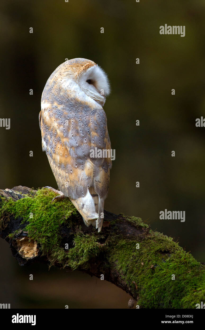 Barn owl forest hi-res stock photography and images - Alamy
