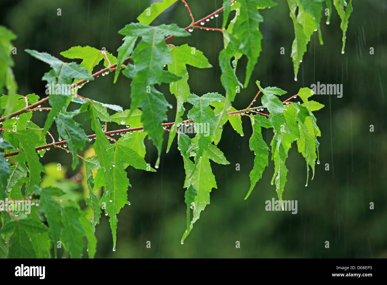 Maple-tree (Acer), Switzerland, Canton Baselland, Oberwil Stock Photo ...