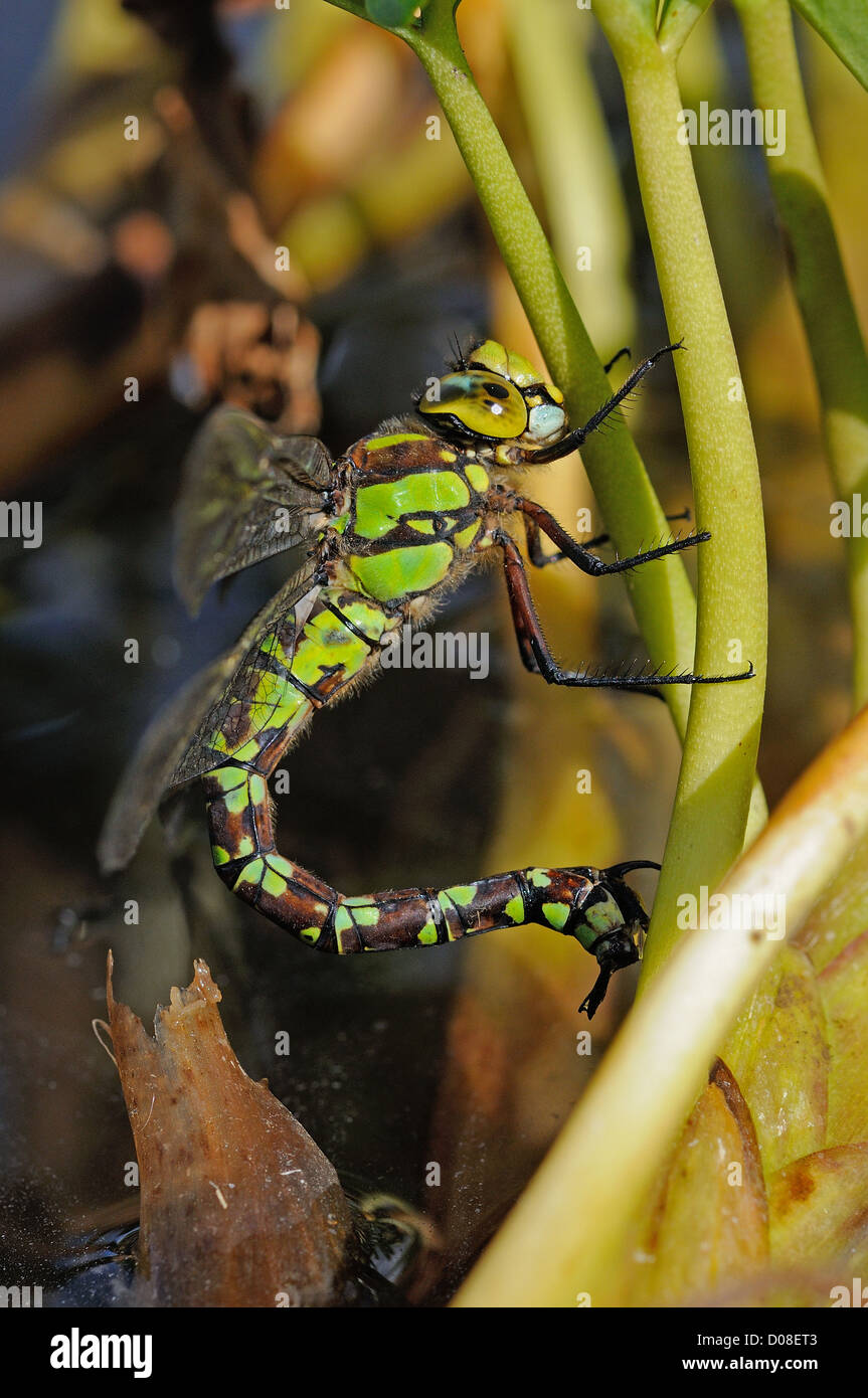Southern Hawker Dragonfly (Aeshna cycnea) female laying eggs in Bogbean ...
