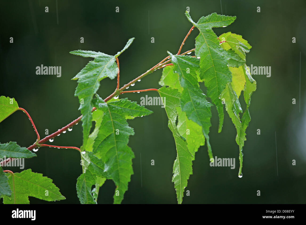 Canton of baselland hi-res stock photography and images - Alamy