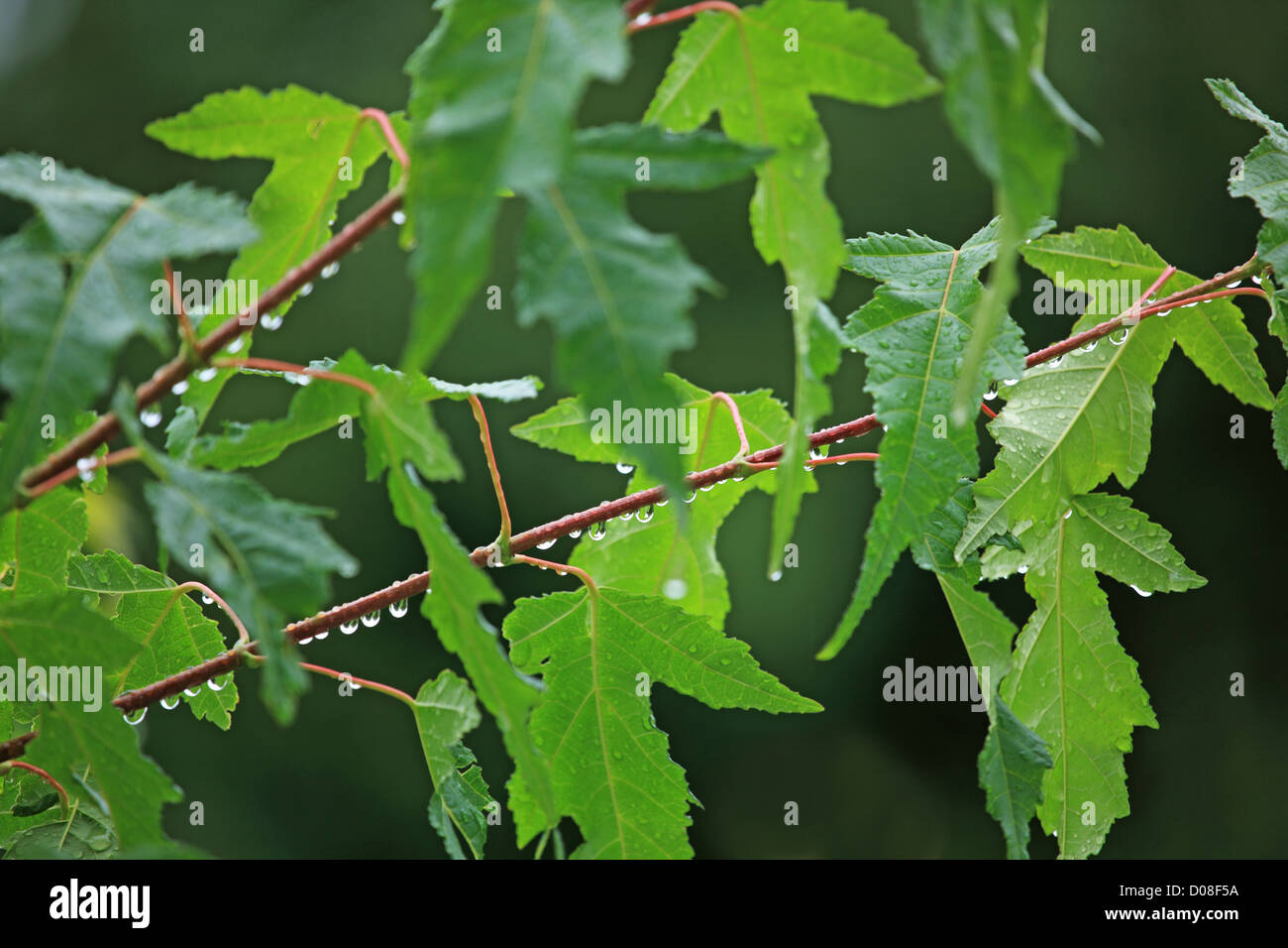 Canton of baselland hi-res stock photography and images - Alamy