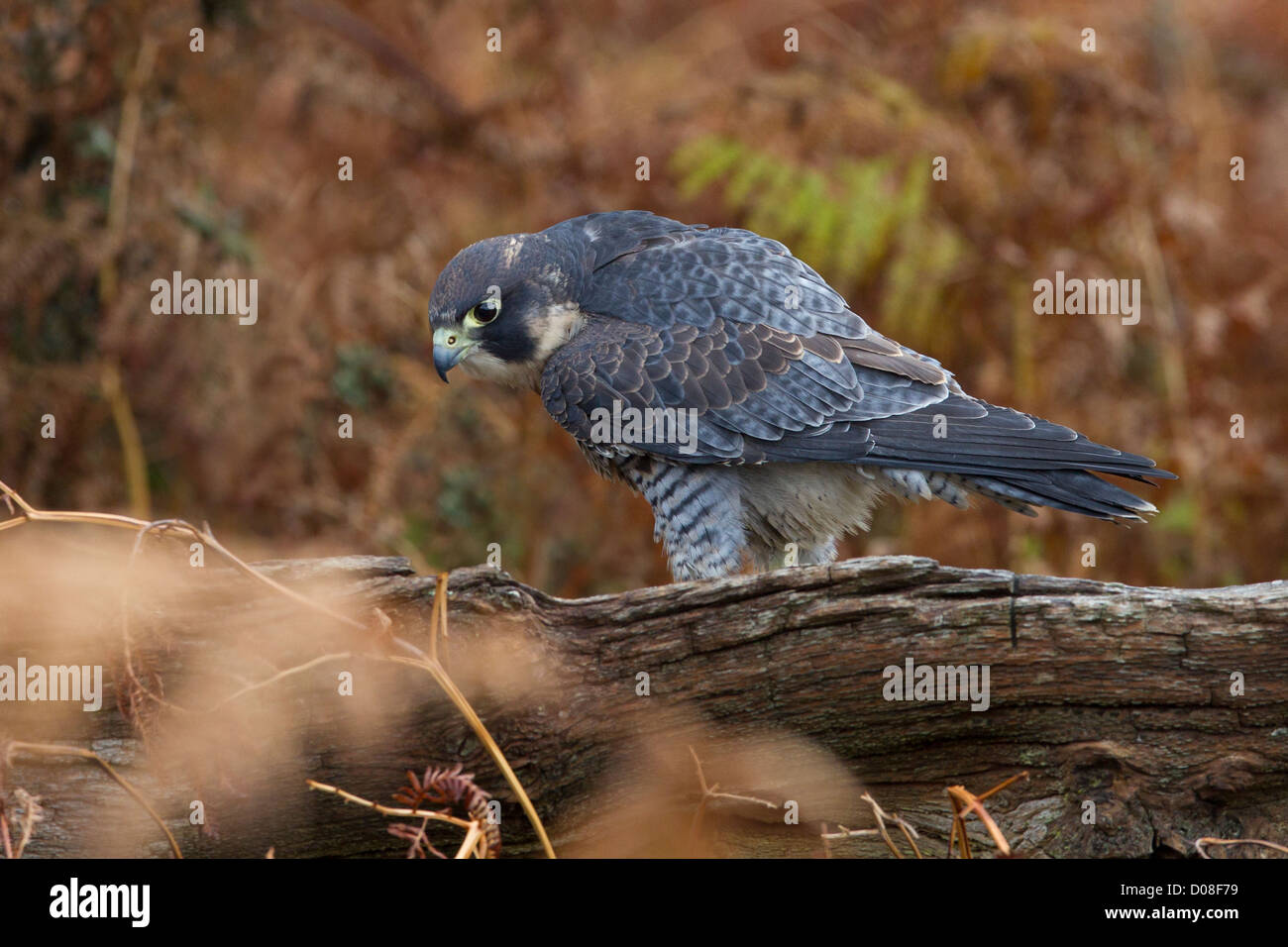 Peregrine falcon hi-res stock photography and images - Alamy