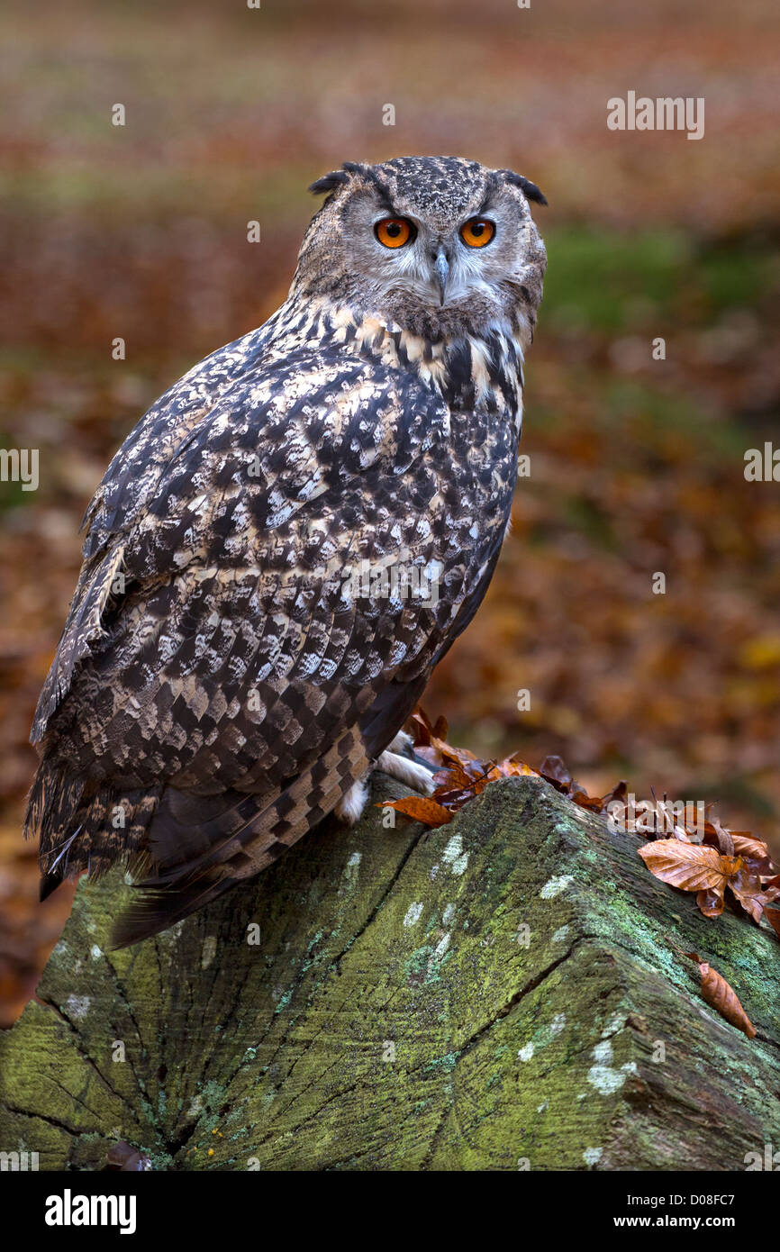 European Eagle Owl Stock Photo - Alamy