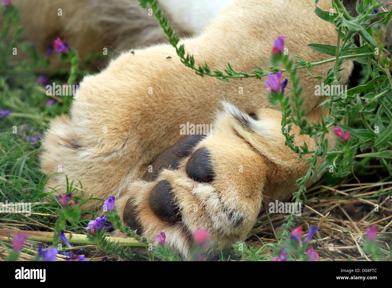 Lion paws hi-res stock photography and images - Alamy