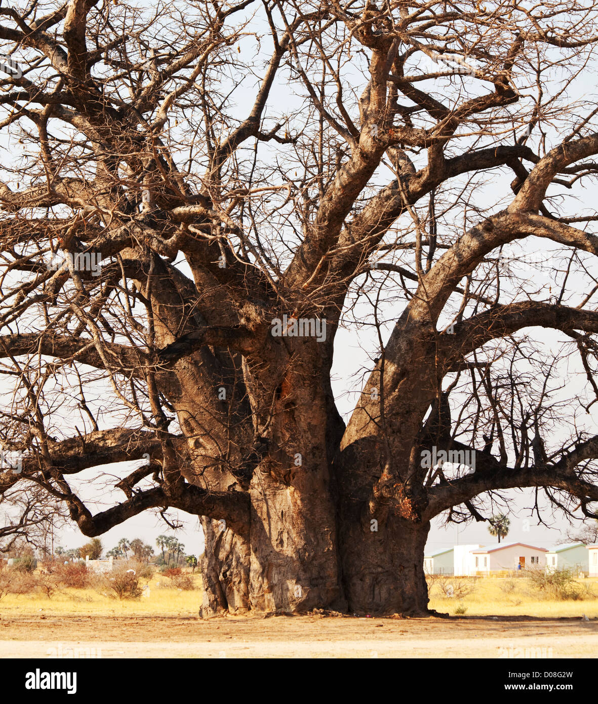 Giant baobab tree namibia hi-res stock photography and images - Alamy