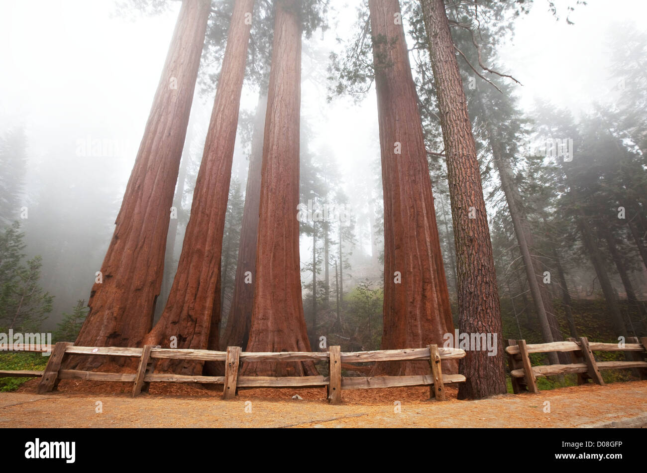 Flag in the sequoia forest hi-res stock photography and images - Alamy
