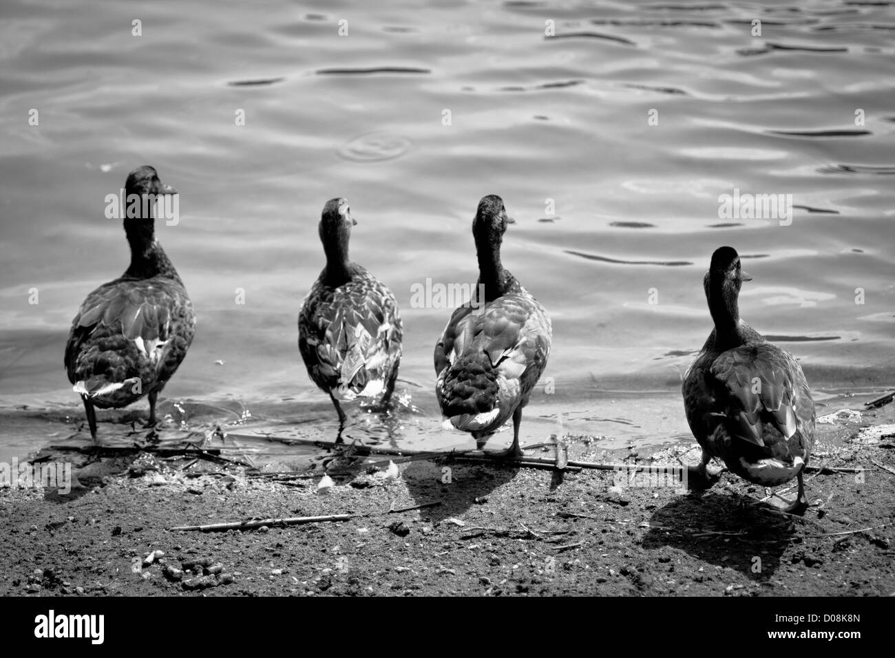 Duck watching out Black and White Stock Photos & Images - Alamy