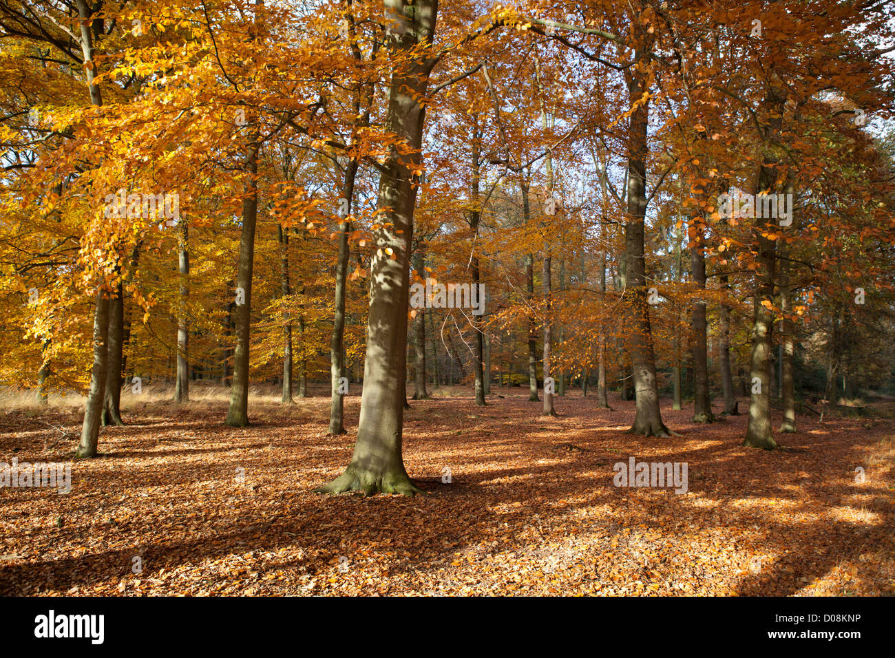Autumn Wood with beech trees forest, the Netherlands Stock Photo - Alamy