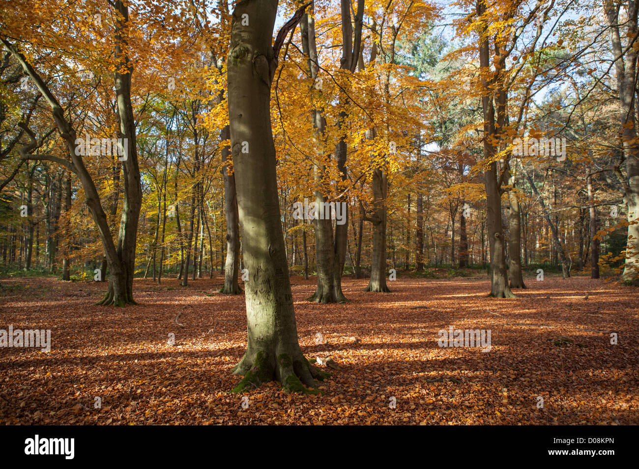 Autumn Wood in the Netherlands, Europe, in the month november Stock ...