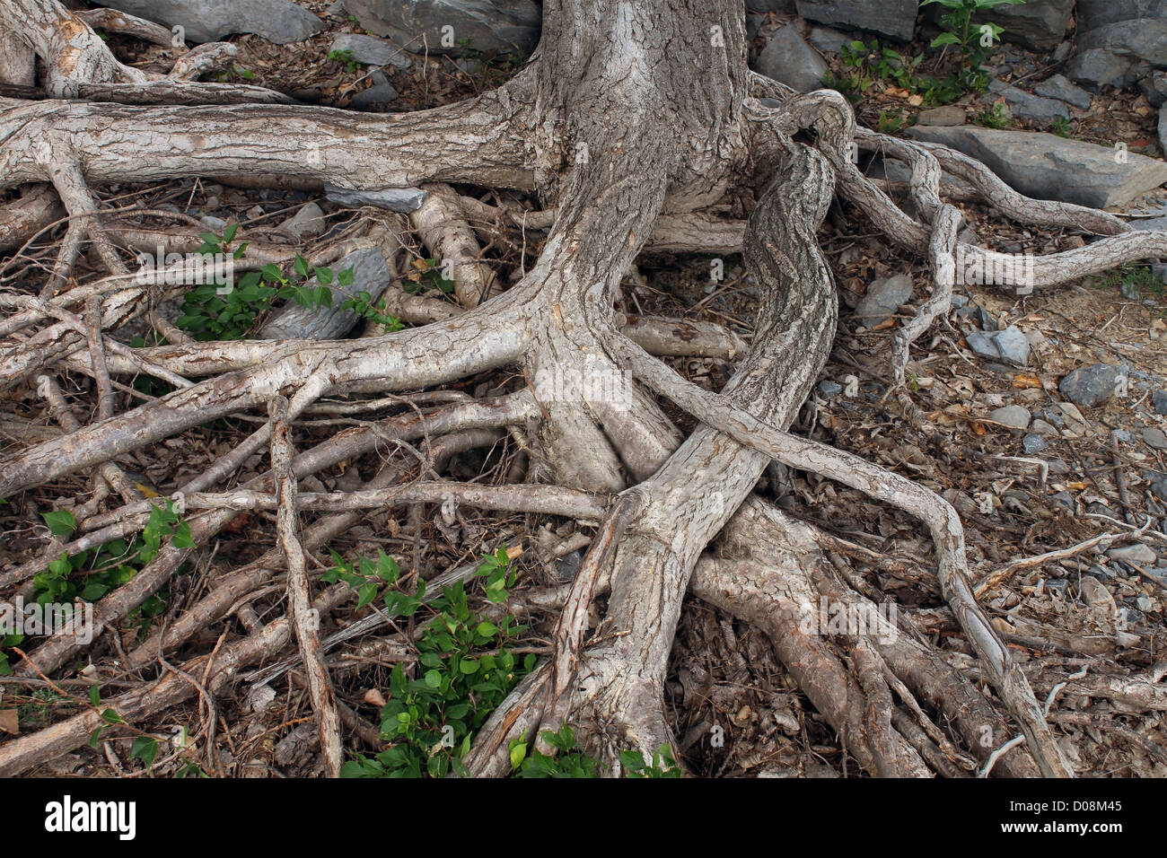 Roots from a large tree trunk exposed due to erosion and drought ...