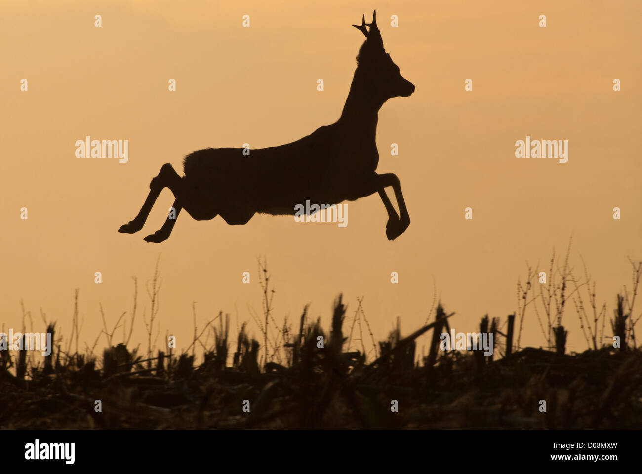 Jumping deer silhouette hi-res stock photography and images - Alamy