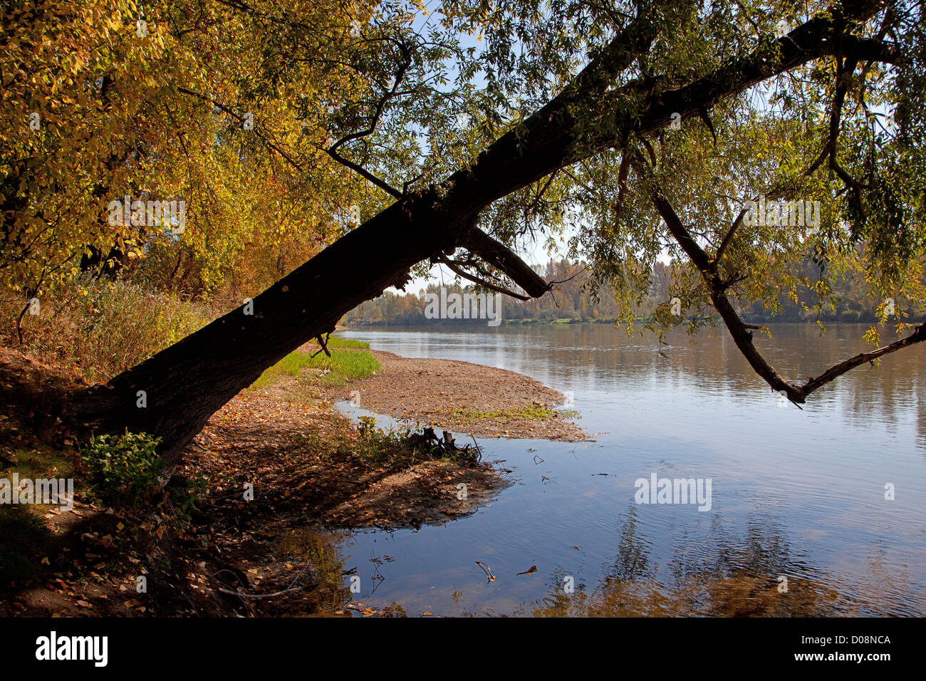 Tree color in autumn hi-res stock photography and images - Alamy
