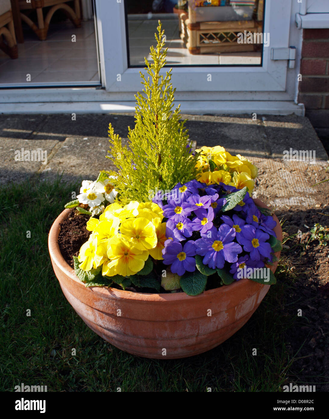 SPRING POT WITH PRIMULAS Stock Photo - Alamy