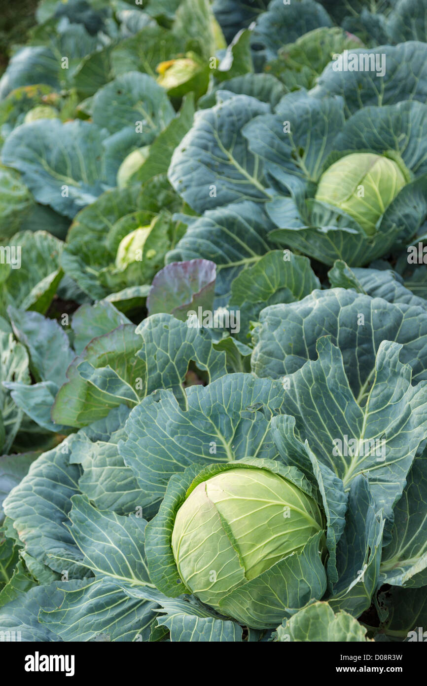 Big field green cabbage outdoor hi-res stock photography and images - Alamy