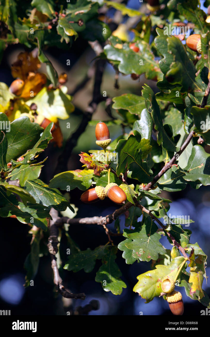 Oak Tree Acorns Uk Stock Photos & Oak Tree Acorns Uk Stock Images - Alamy