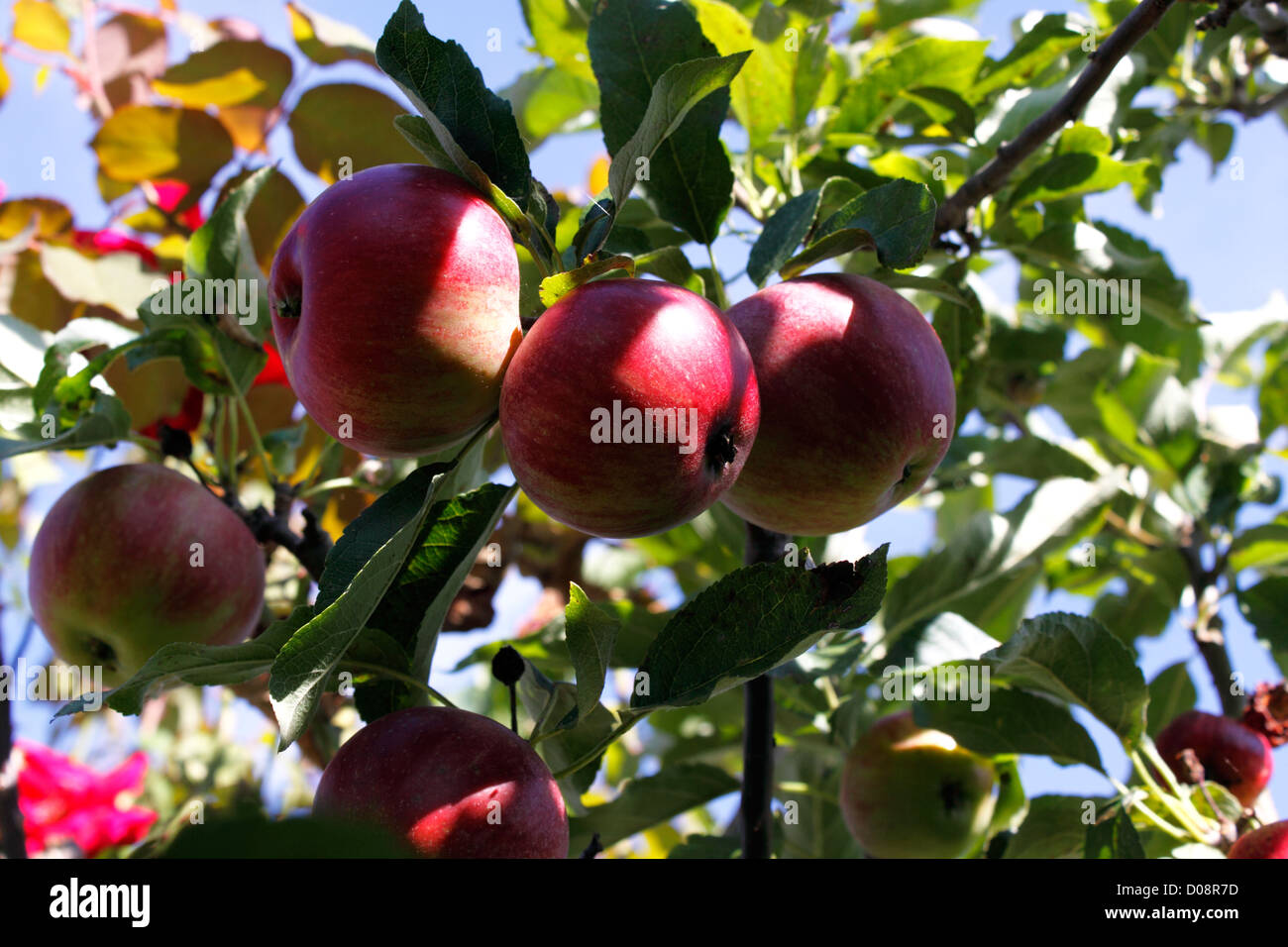 ENGLISH WORCESTER EATING APPLES. MALUS Stock Photo - Alamy