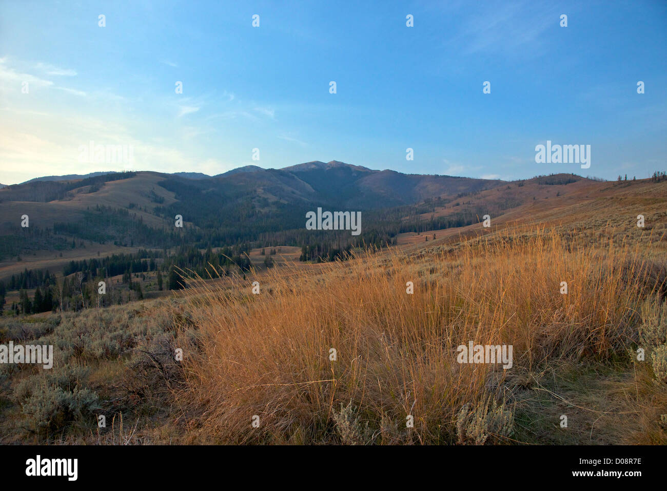 Mount Washburn in early morning light, Yellowstone National Park ...