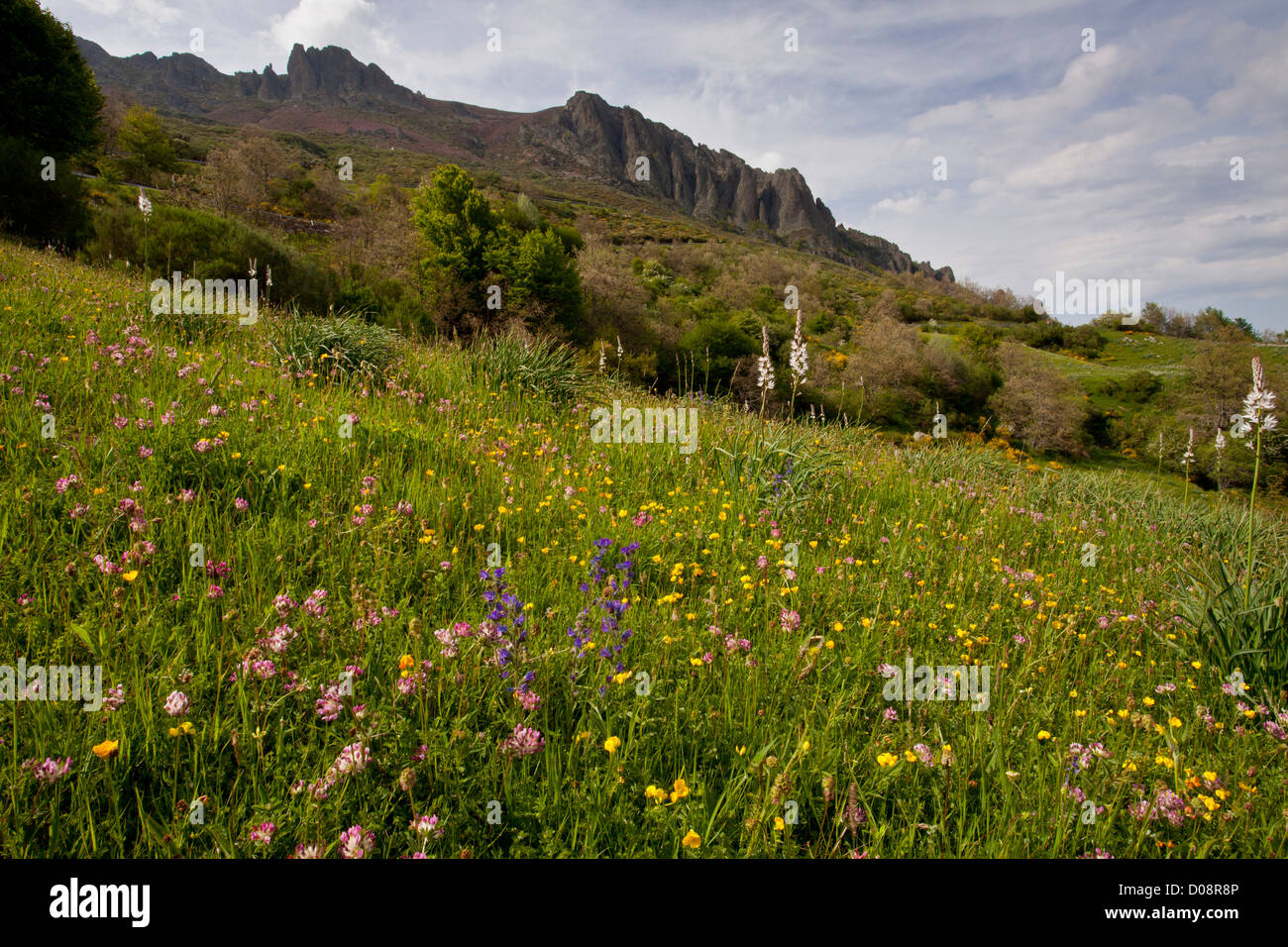 Species rich pastures hi-res stock photography and images - Alamy